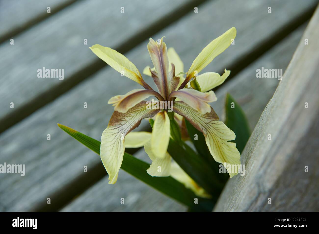 Iris foetidissima var. Citrina, also known as Roast beef plant or ...