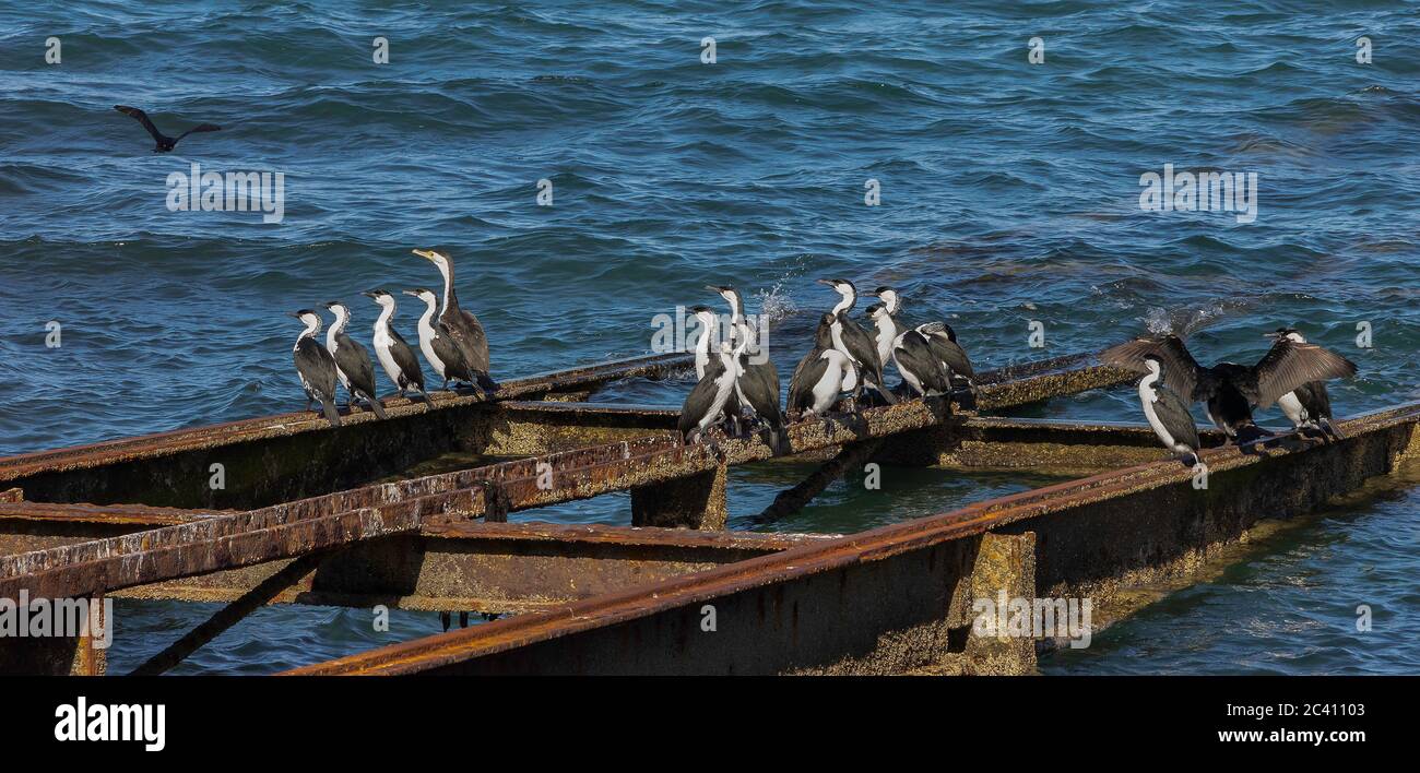 A group of Australian Pied Cormorants on a wharf in Kangaroo island ...