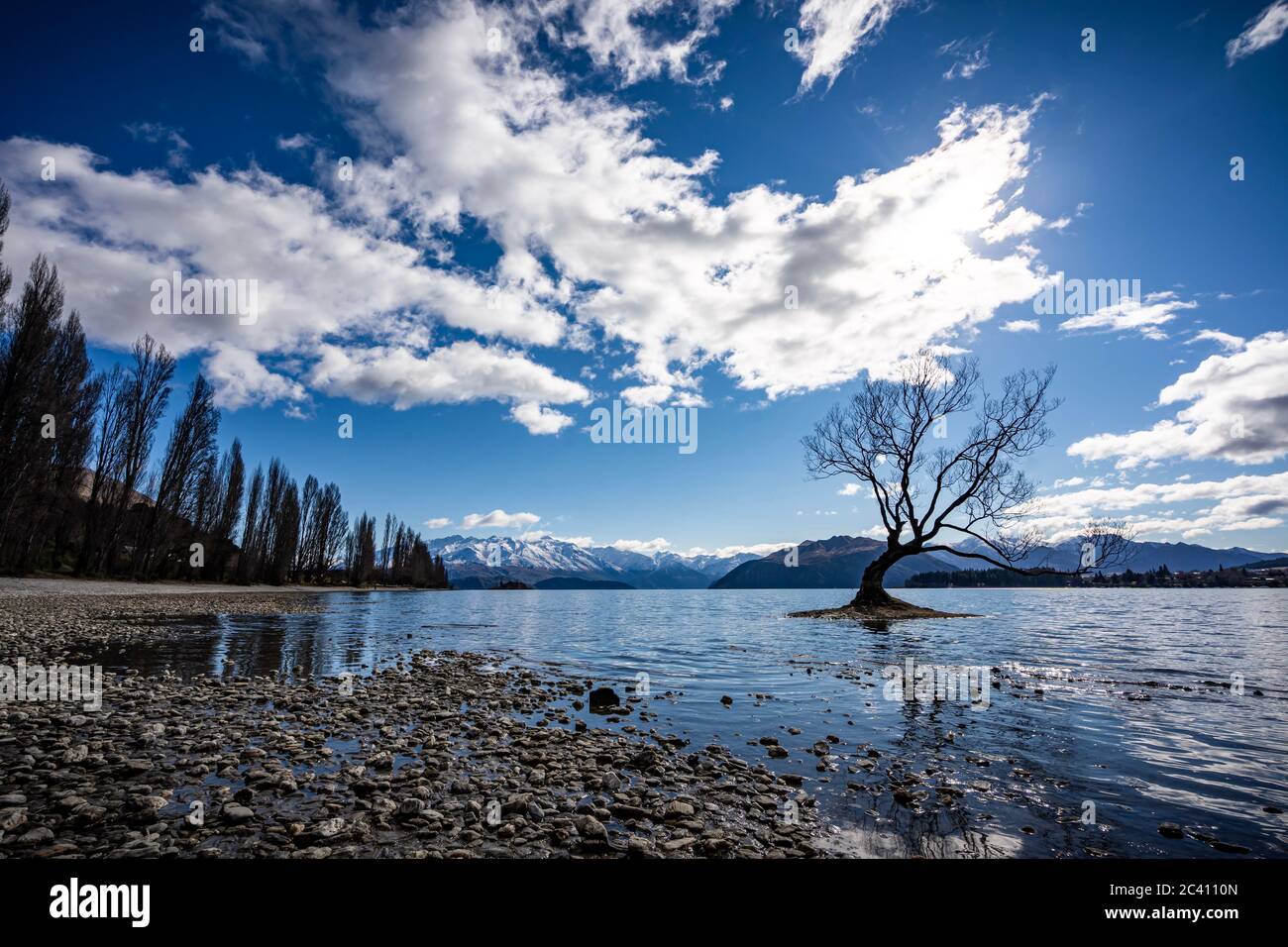 The lonely tree Wanaka, South Island, New Zealand Stock Photo - Alamy