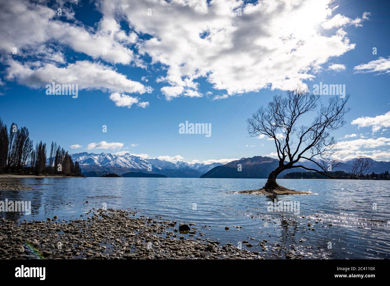 The lonely tree Wanaka, South Island, New Zealand Stock Photo - Alamy