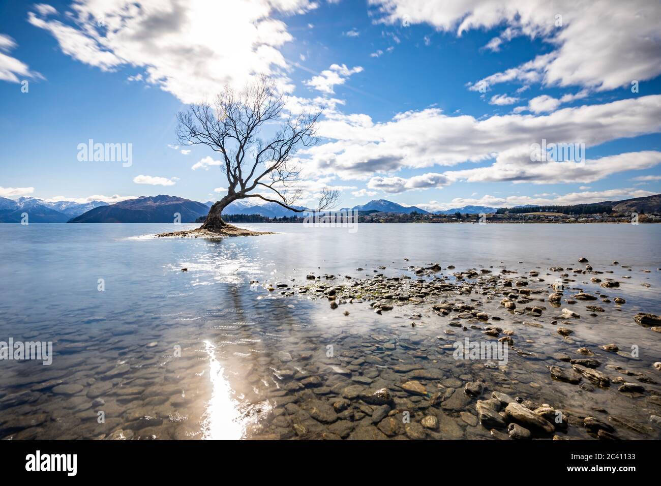 The lonely tree Wanaka, South Island, New Zealand Stock Photo - Alamy