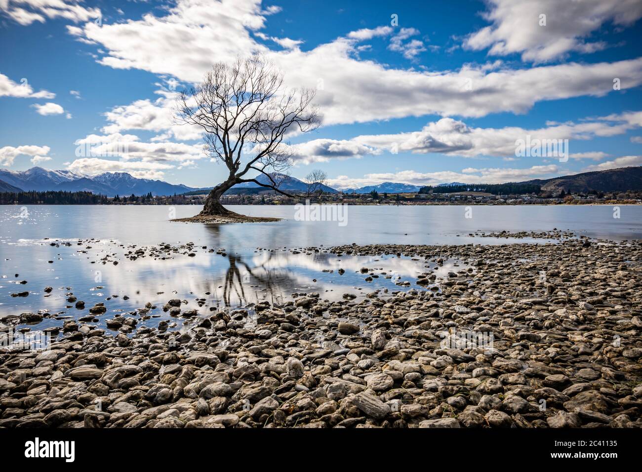 The lonely tree Wanaka, South Island, New Zealand Stock Photo - Alamy
