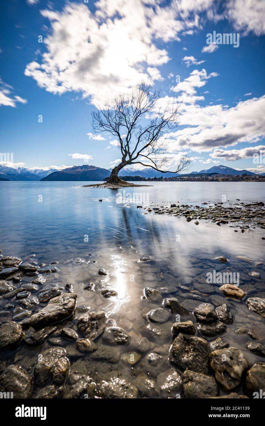 The lonely tree Wanaka, South Island, New Zealand Stock Photo - Alamy