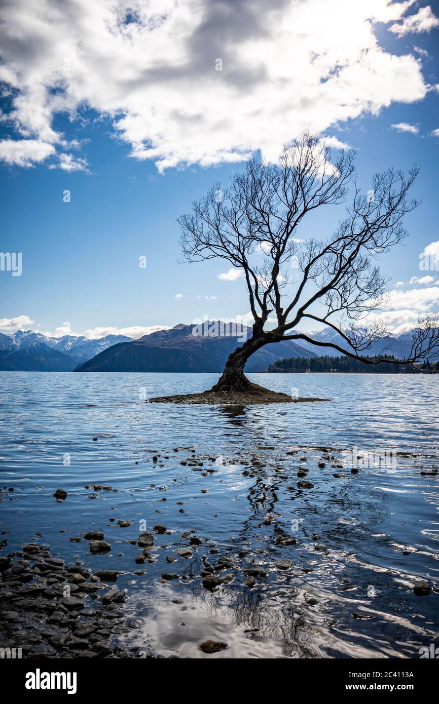 The lonely tree Wanaka, South Island, New Zealand Stock Photo - Alamy