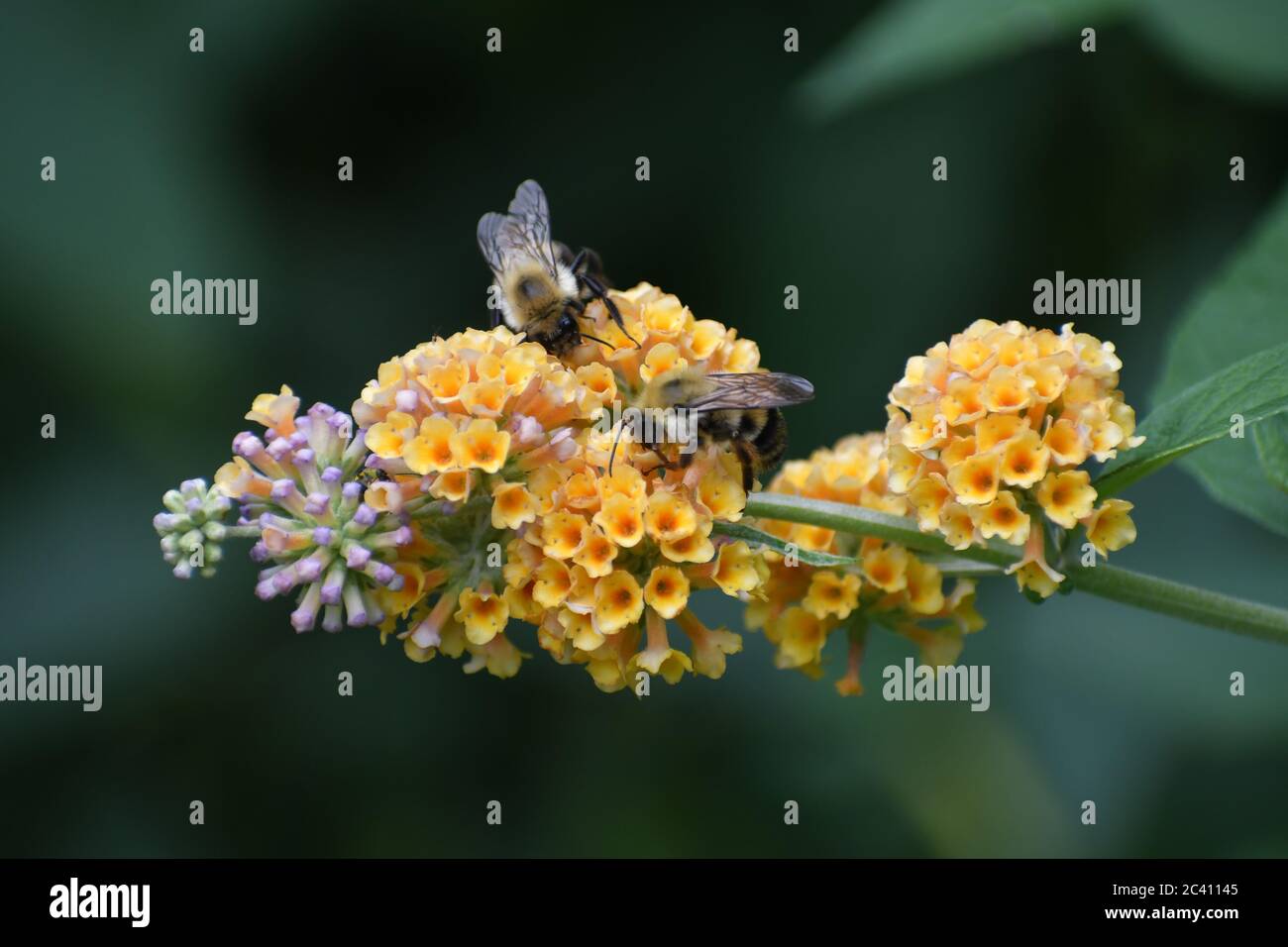 bees on yellow butterfly bush Stock Photo - Alamy
