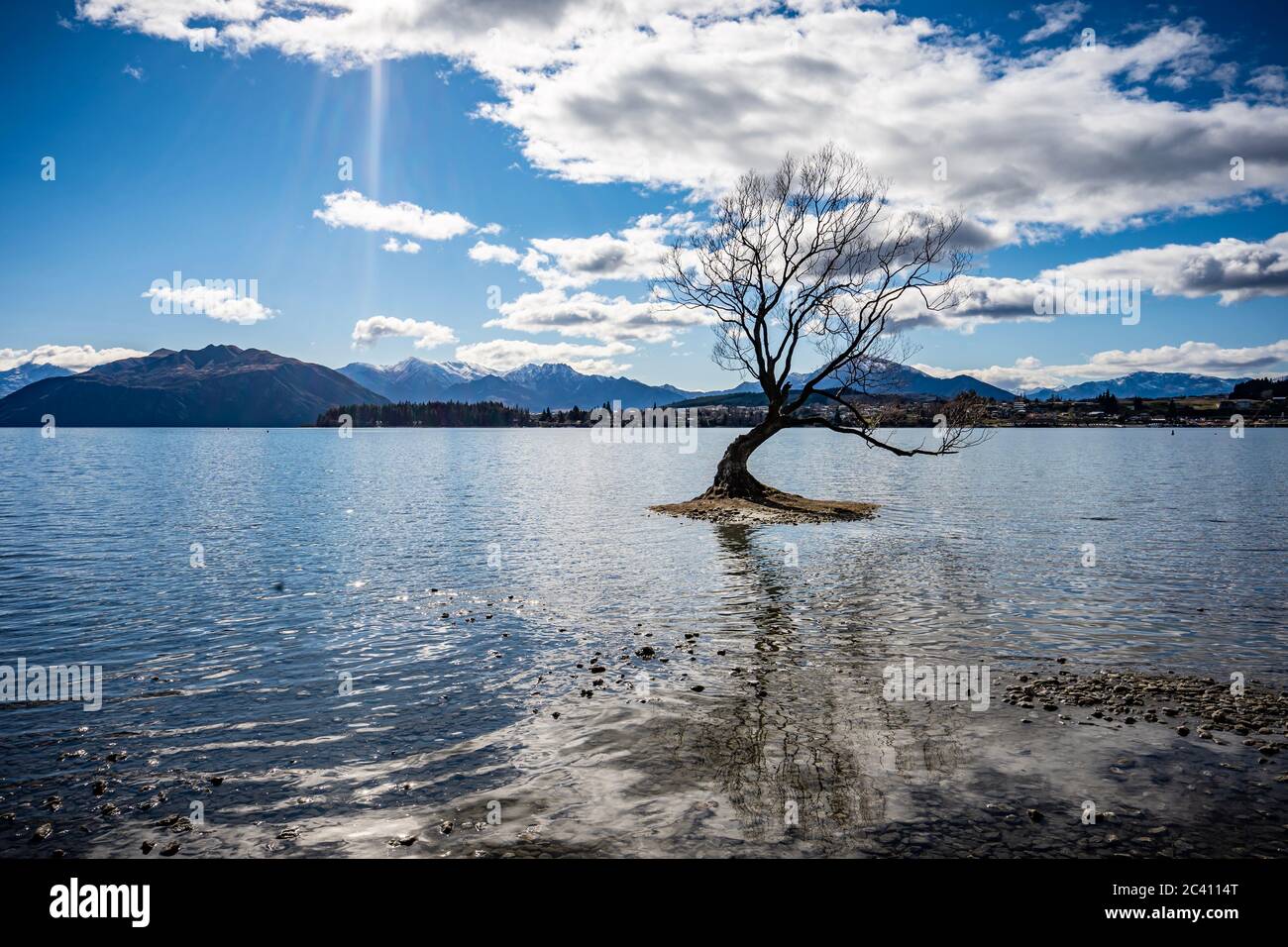 The lonely tree Wanaka, South Island, New Zealand Stock Photo - Alamy