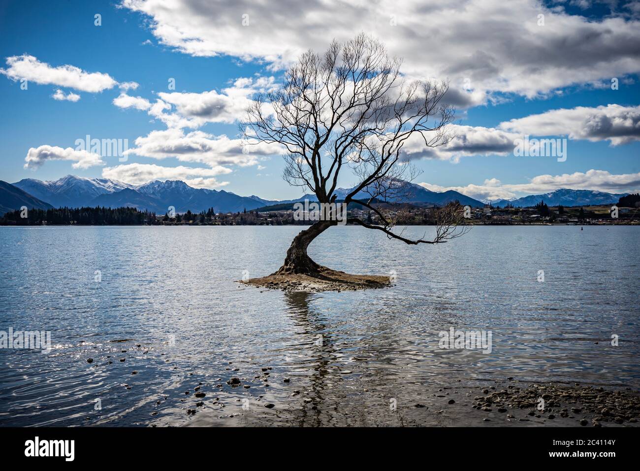 The lonely tree Wanaka, South Island, New Zealand Stock Photo - Alamy