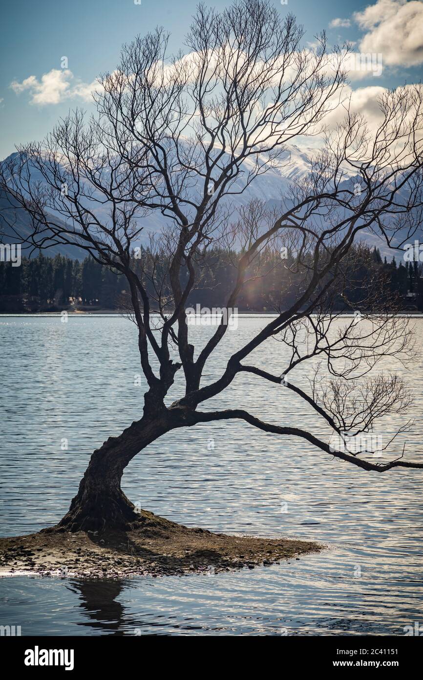 The lonely tree Wanaka, South Island, New Zealand Stock Photo - Alamy