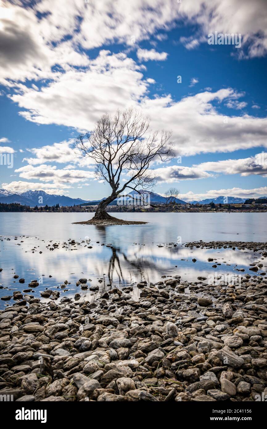 The lonely tree Wanaka, South Island, New Zealand Stock Photo - Alamy