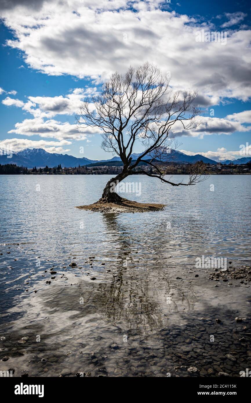 The lonely tree Wanaka, South Island, New Zealand Stock Photo - Alamy