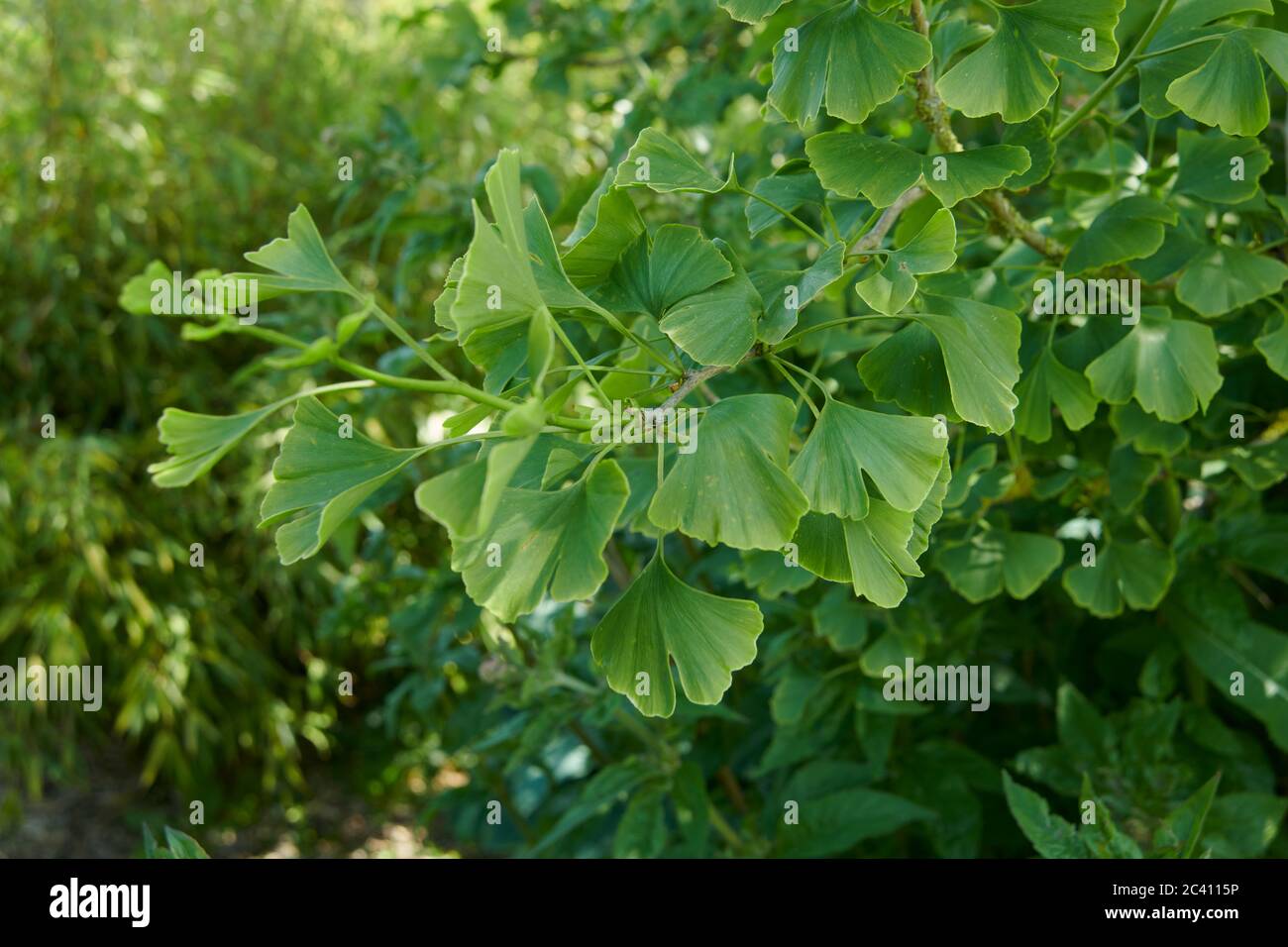 Ginkgo Biloba Tree High Resolution Stock Photography and Images - Alamy