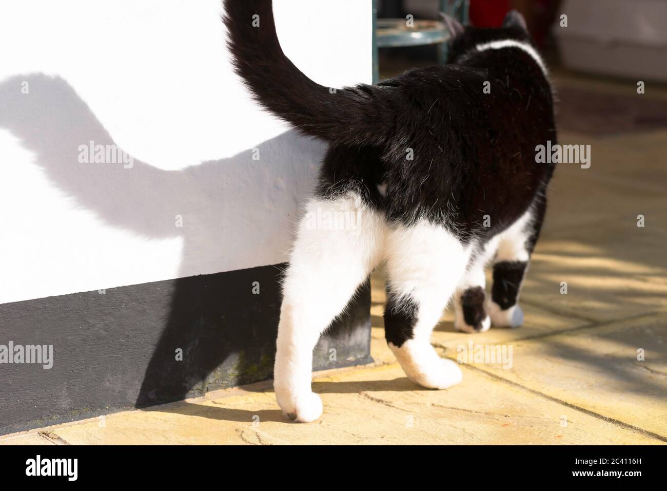 Cat look something Stock Photo - Alamy
