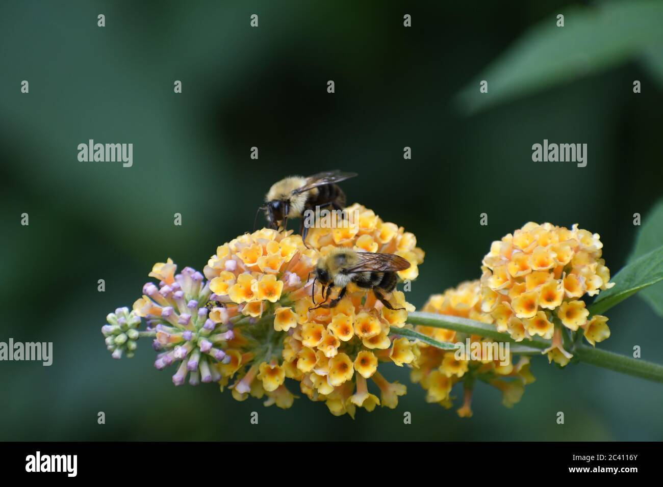 bees on yellow butterfly bush Stock Photo - Alamy