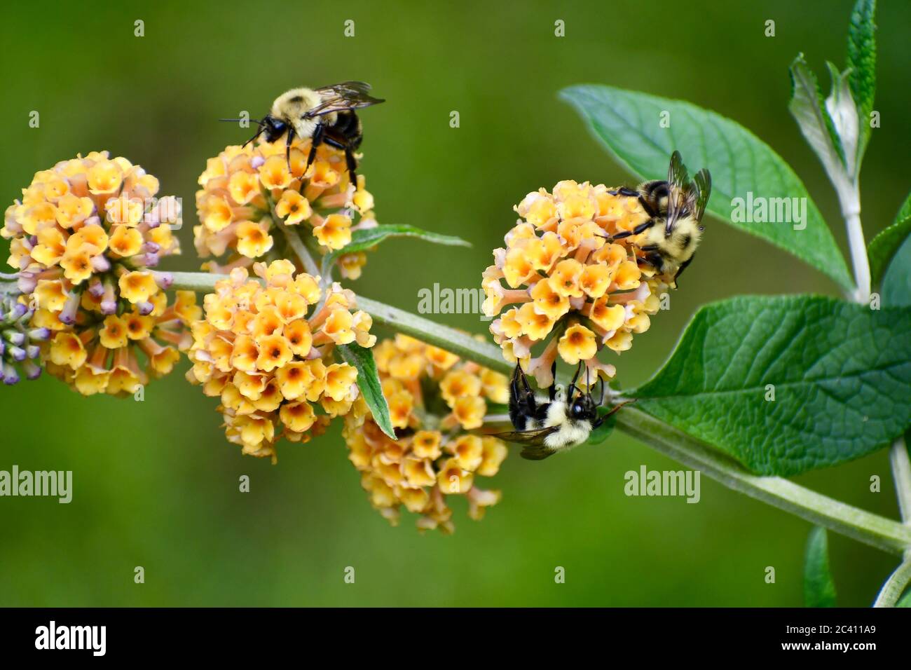 bees on yellow butterfly bush Stock Photo - Alamy