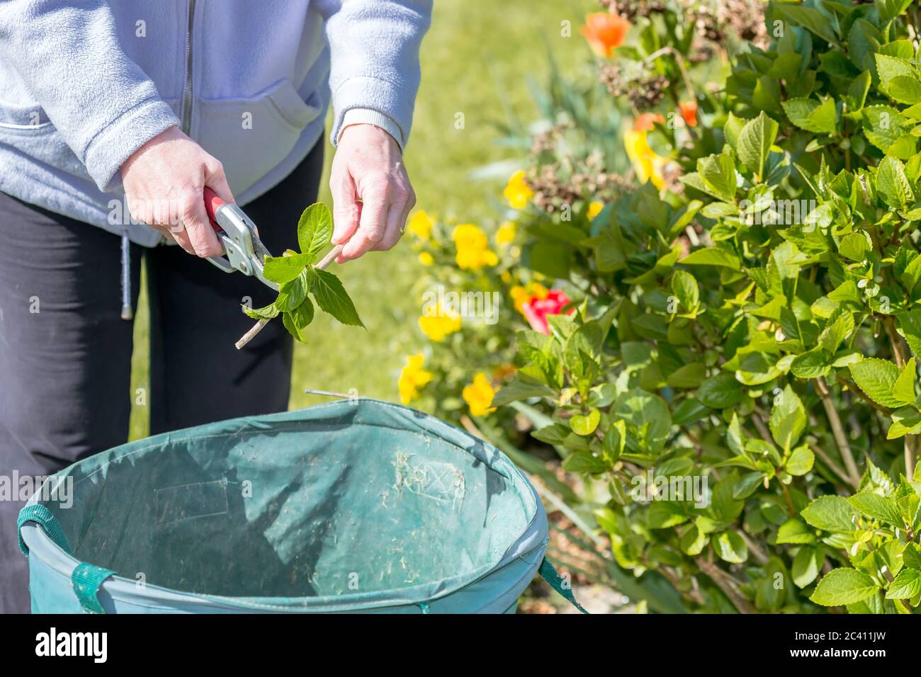 Female cutter the plant to waste bin at garden during spring Stock ...