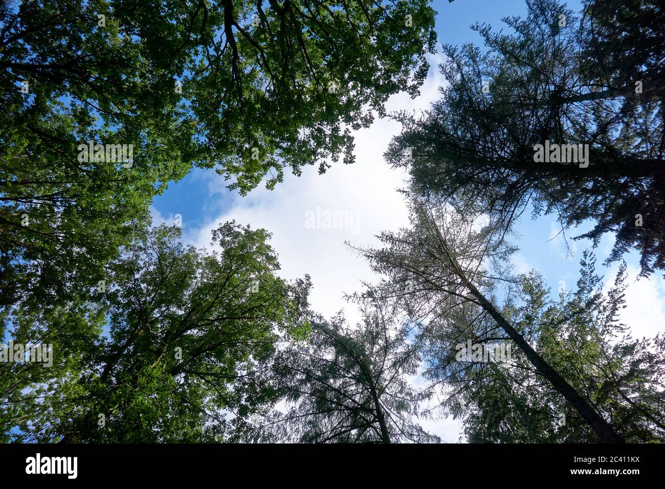 A view straight up from the ground to the treetops in the forest. Low ...