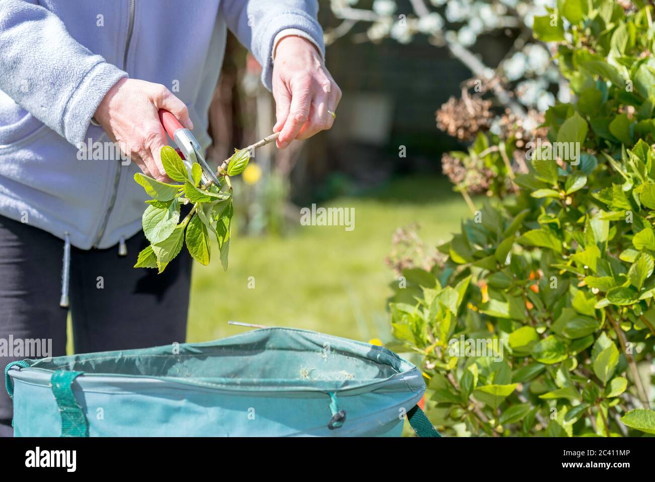Female cutter the plant to waste bin at garden during spring Stock ...
