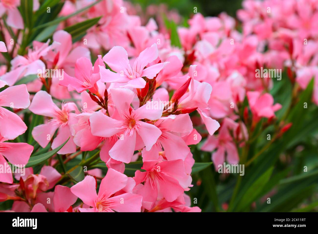 Flowers of pink oleander, Nerium oleander, bloomed in the spring. Shrub ...