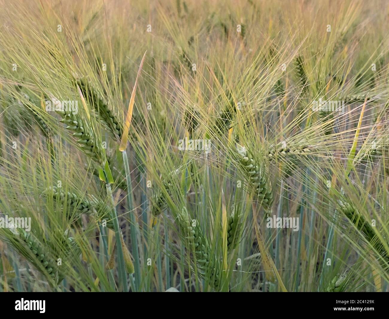 Barley plants hi-res stock photography and images - Alamy