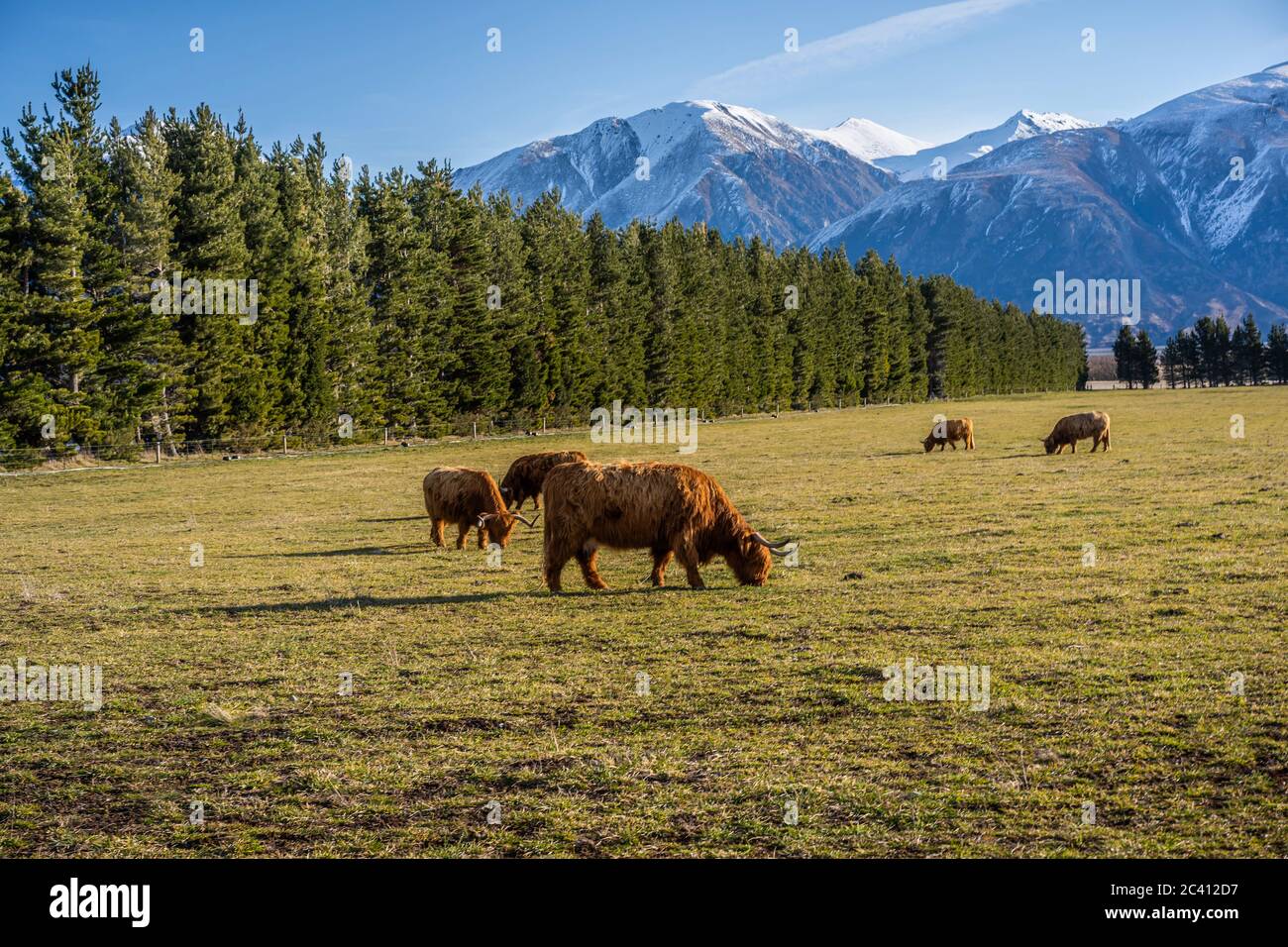 New Zealand Highland Cattle on the farm in New Zealand Stock Photo - Alamy