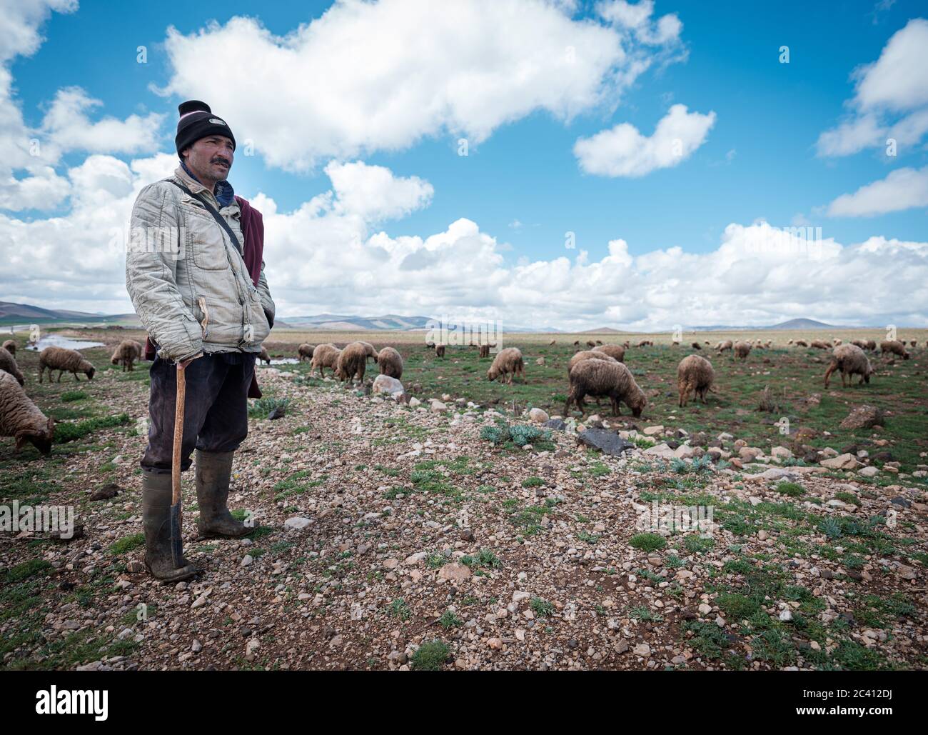 Shepherd in the desert with sheep hi-res stock photography and images ...