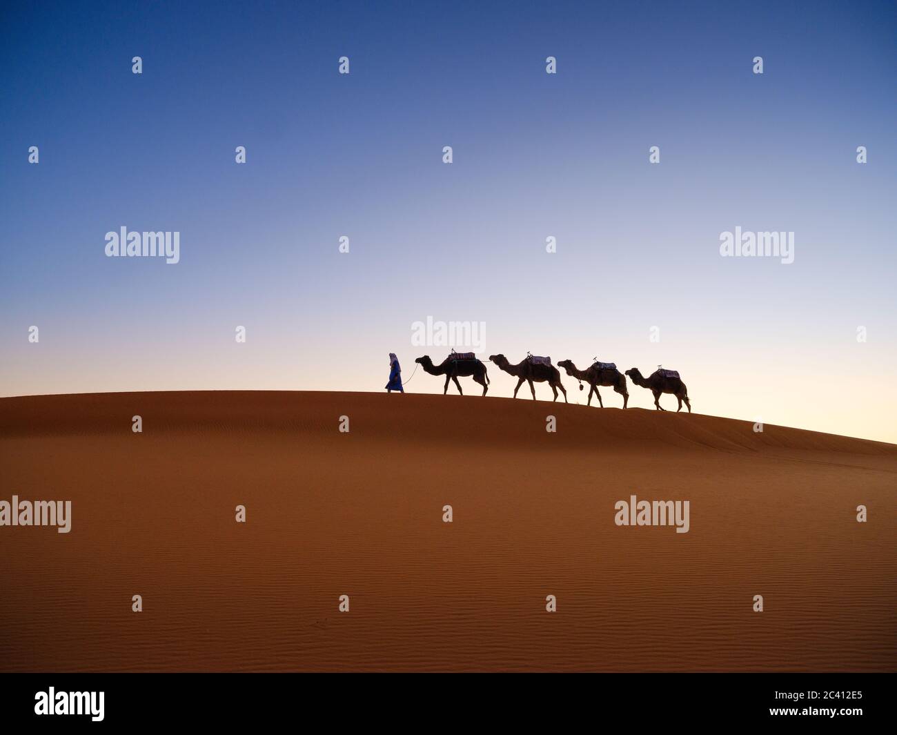 Berber camels hi-res stock photography and images - Alamy