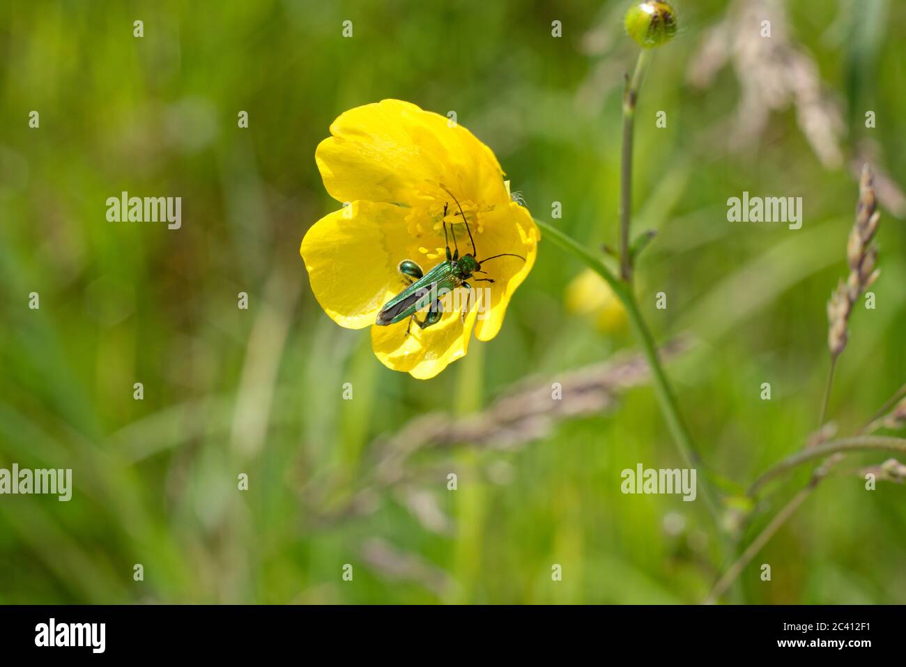 A green shiny metallic insect (thick legged flower beetle) on a meadow ...