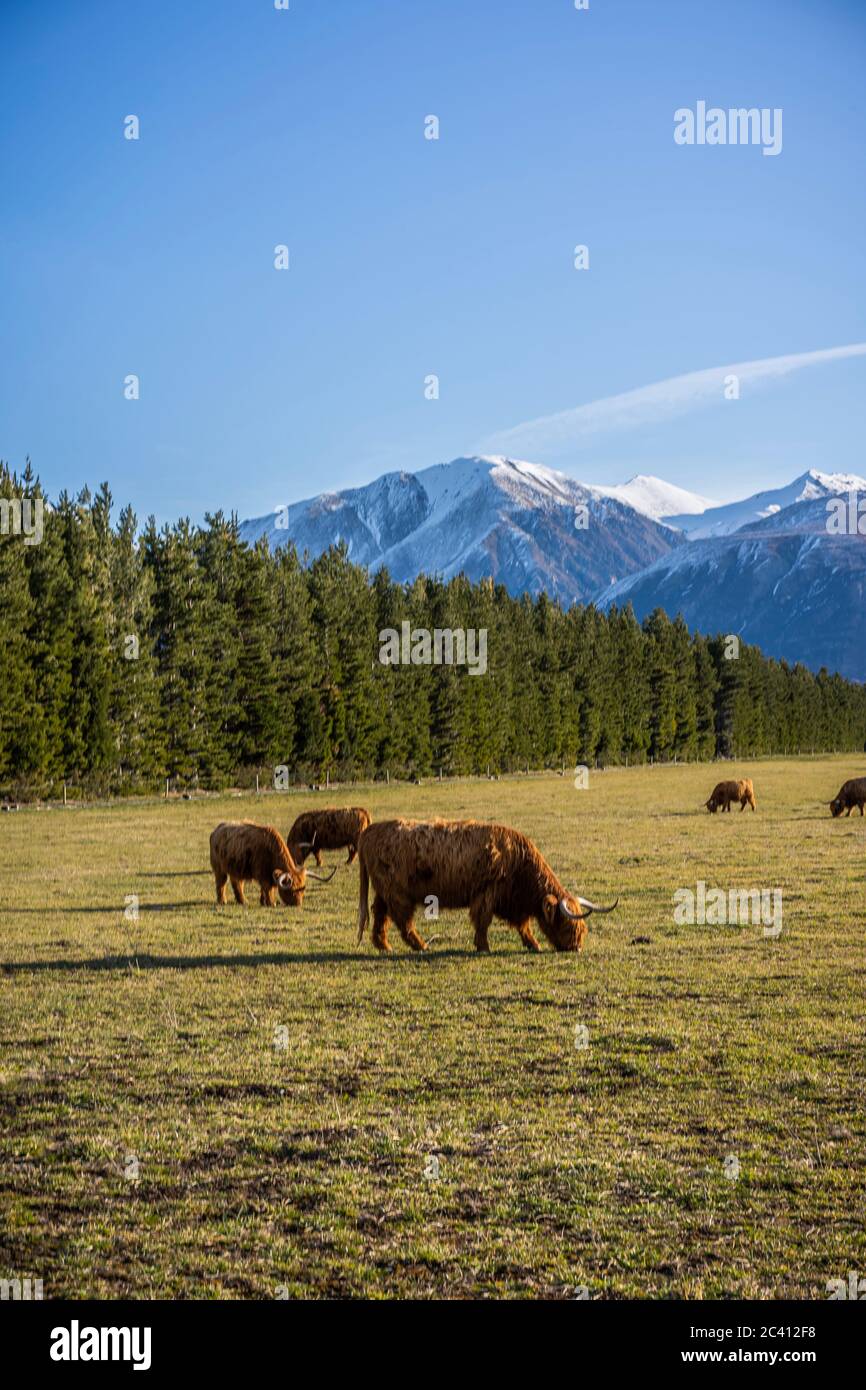 New Zealand Highland Cattle on the farm in New Zealand Stock Photo - Alamy
