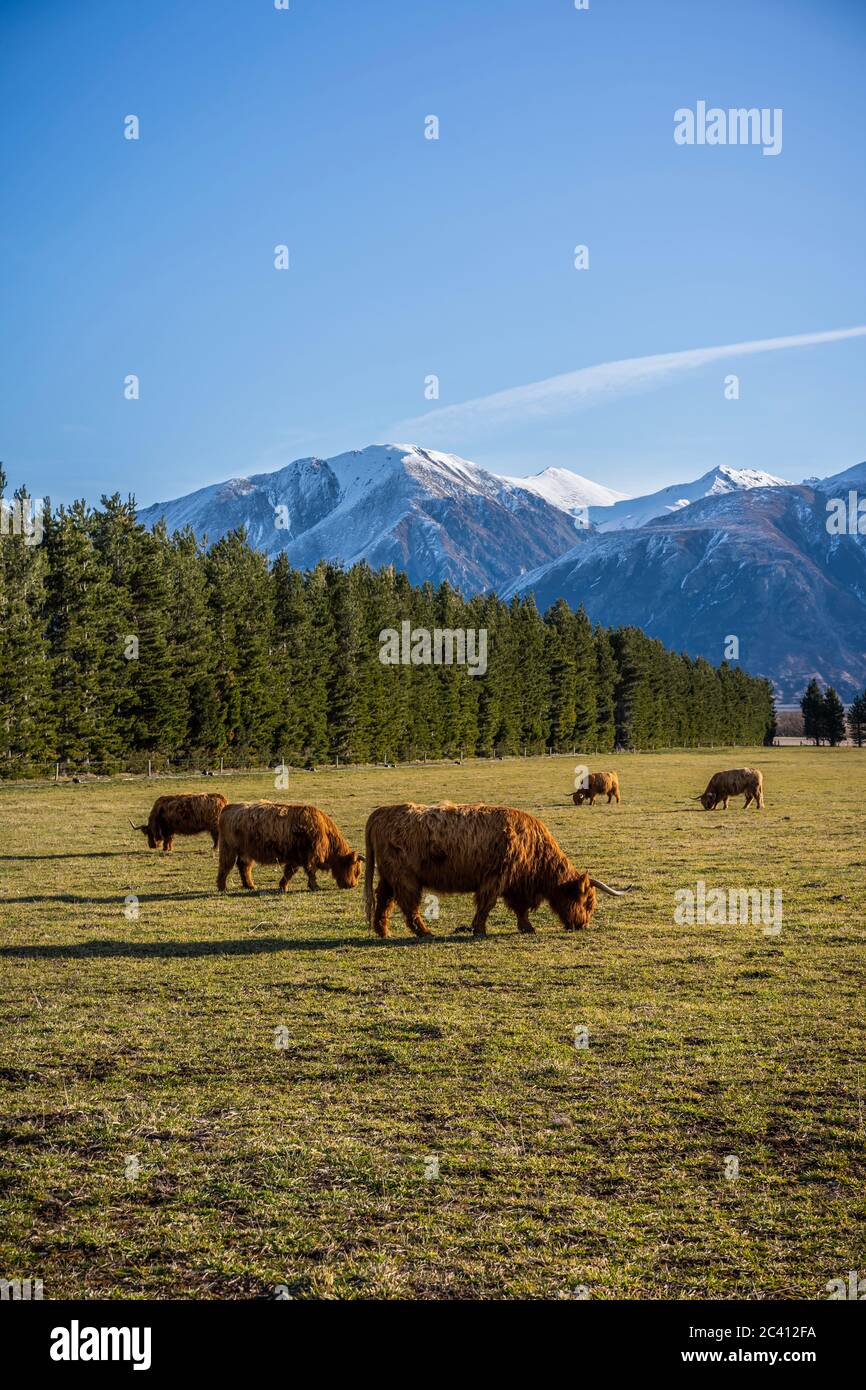 New Zealand Highland Cattle on the farm in New Zealand Stock Photo - Alamy
