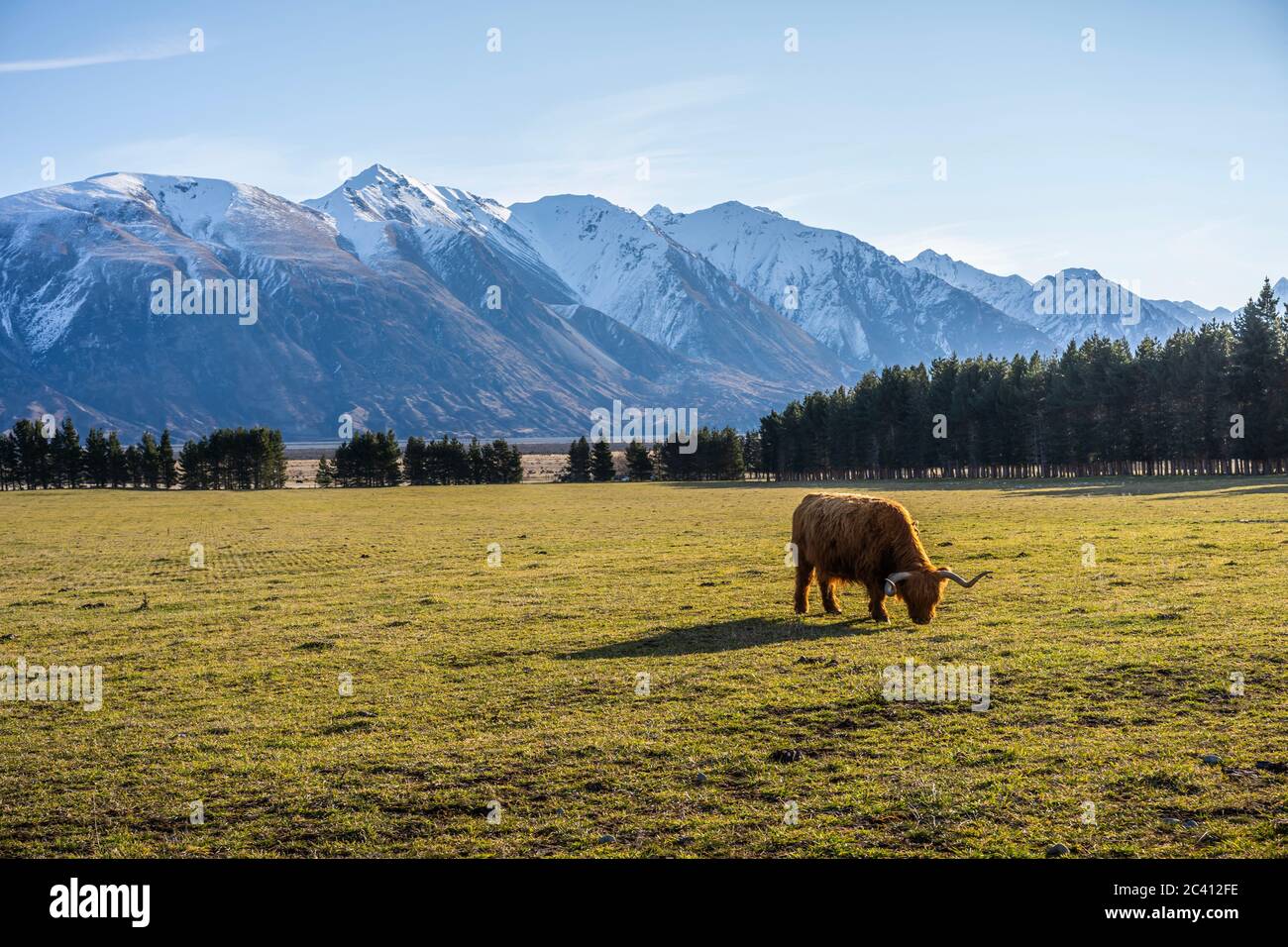 New Zealand Highland Cattle on the farm in New Zealand Stock Photo - Alamy