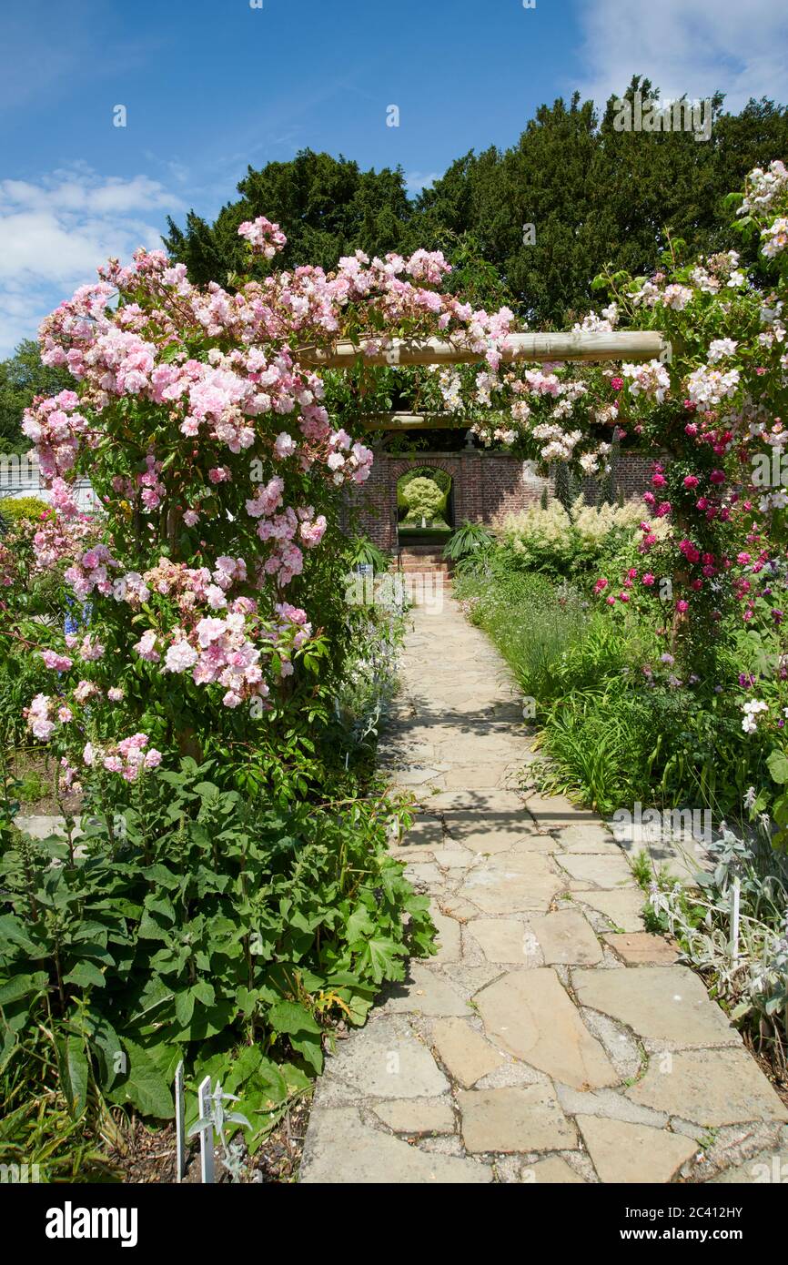 Climbing roses uk pergola hi-res stock photography and images - Alamy