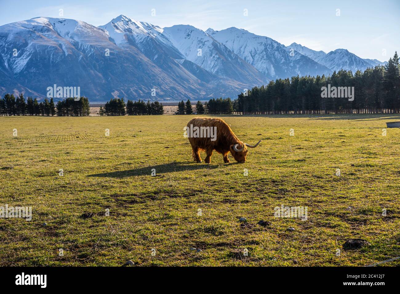 New Zealand Highland Cattle on the farm in New Zealand Stock Photo - Alamy