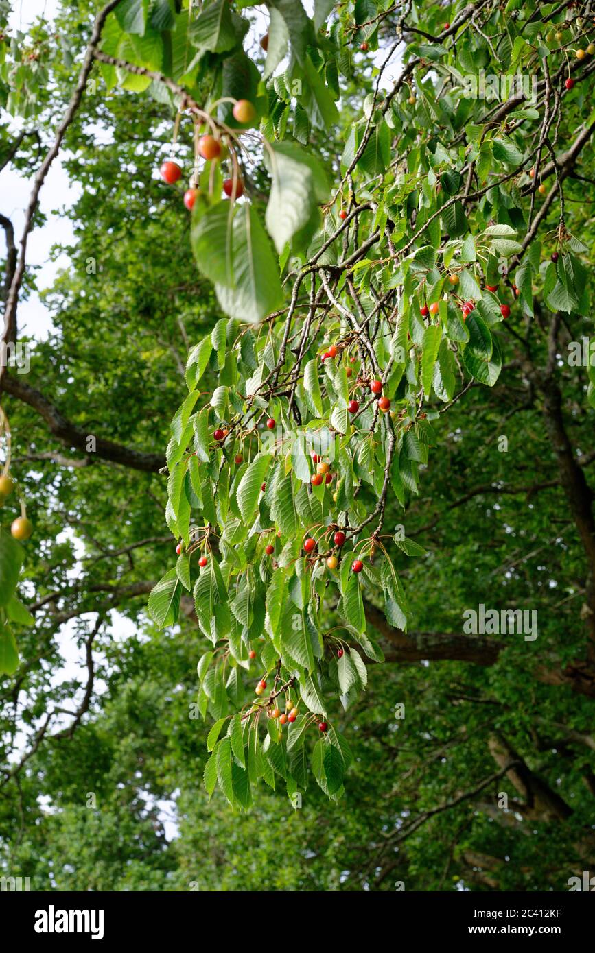 Small cherry tree fruit hi-res stock photography and images - Alamy