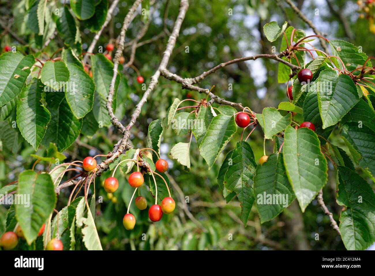 Wild cherry tree hi-res stock photography and images - Alamy