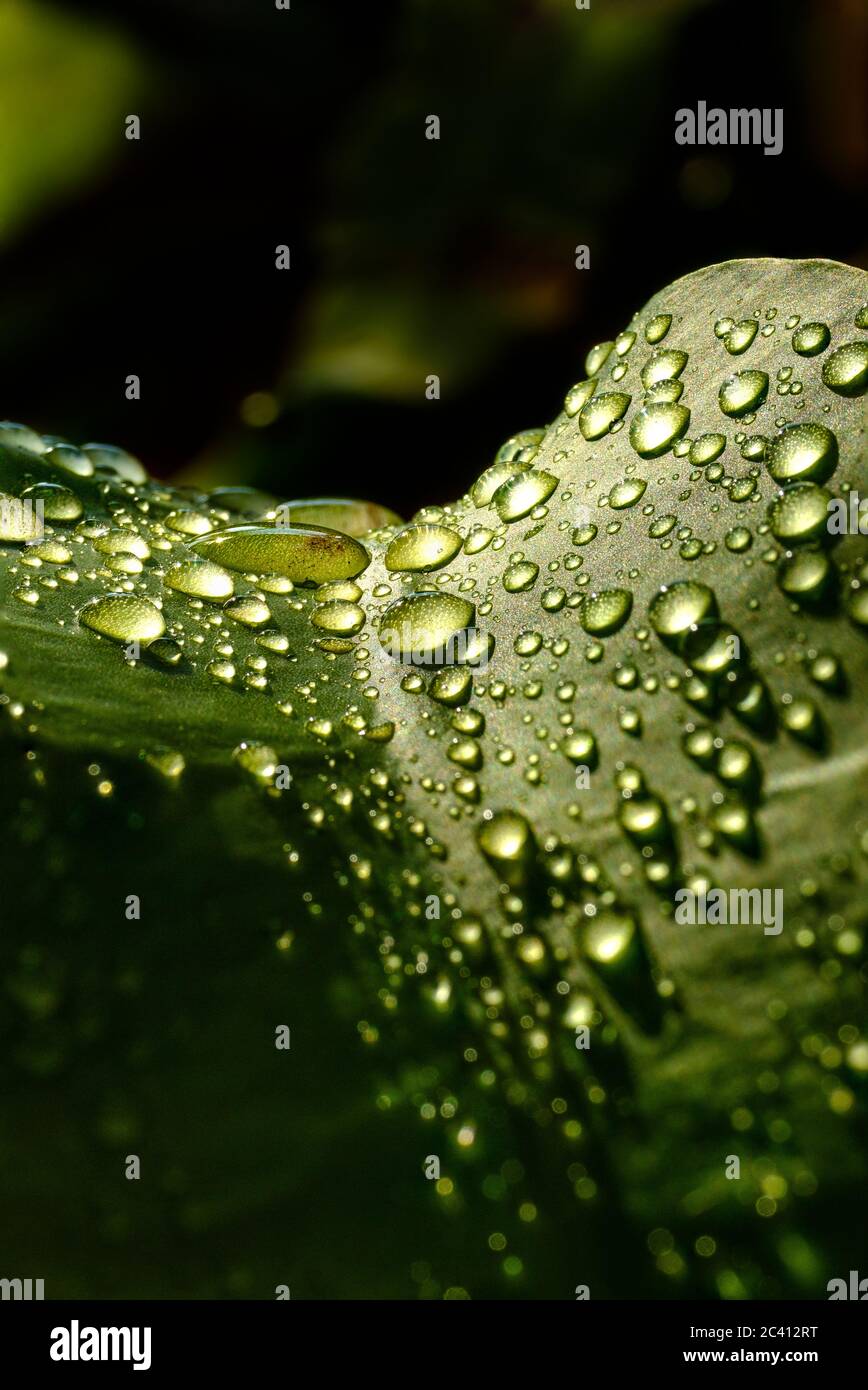 Spring water falling on leaves hi-res stock photography and images - Alamy