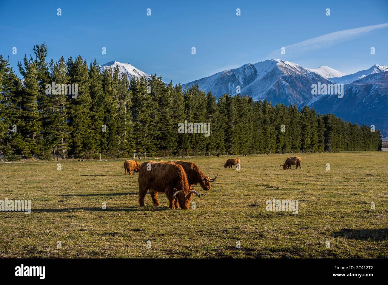 New Zealand Highland Cattle on the farm in New Zealand Stock Photo - Alamy