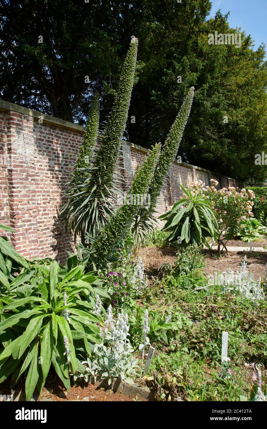 Giant Viper's bugloss, Tree Echium, Pine echium, Echium pininana. East ...