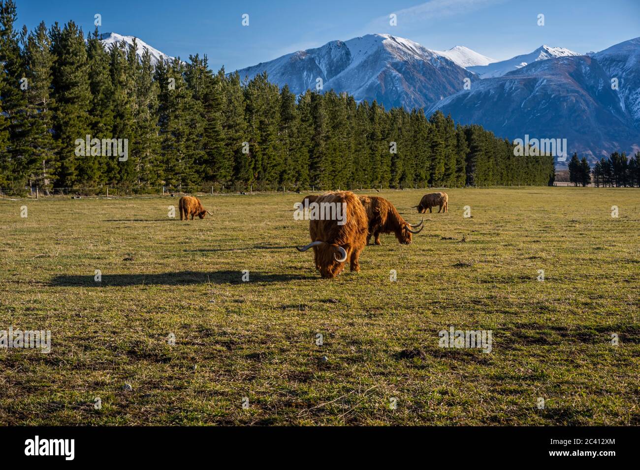 New Zealand Highland Cattle on the farm in New Zealand Stock Photo - Alamy