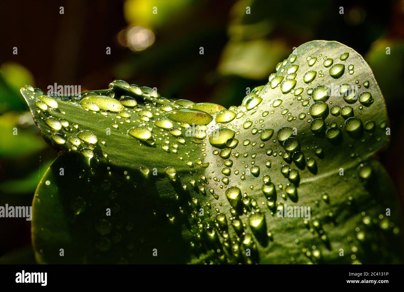 Spring water falling on leaves hi-res stock photography and images - Alamy