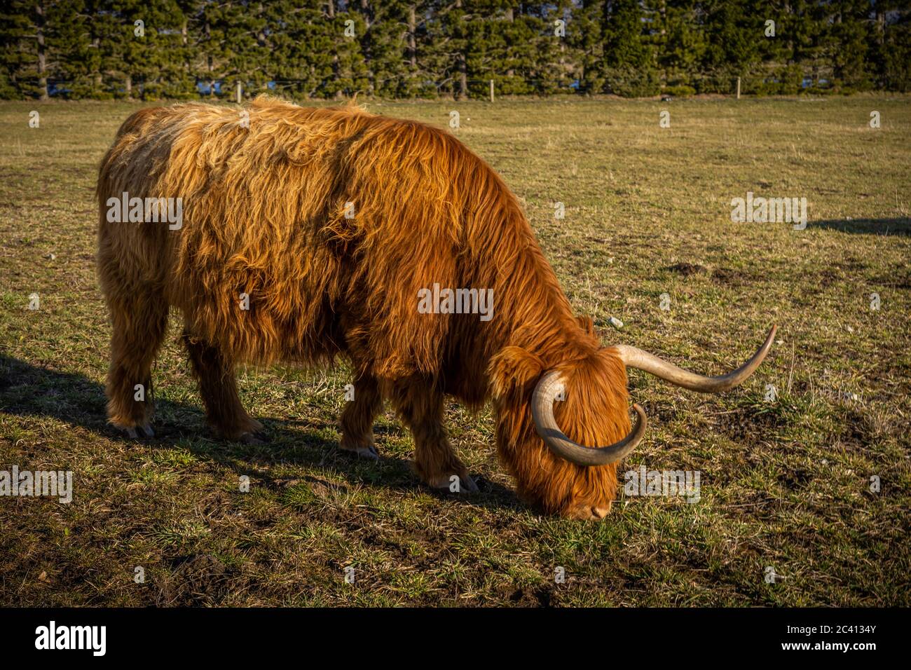 New Zealand Highland Cattle on the farm in New Zealand Stock Photo - Alamy