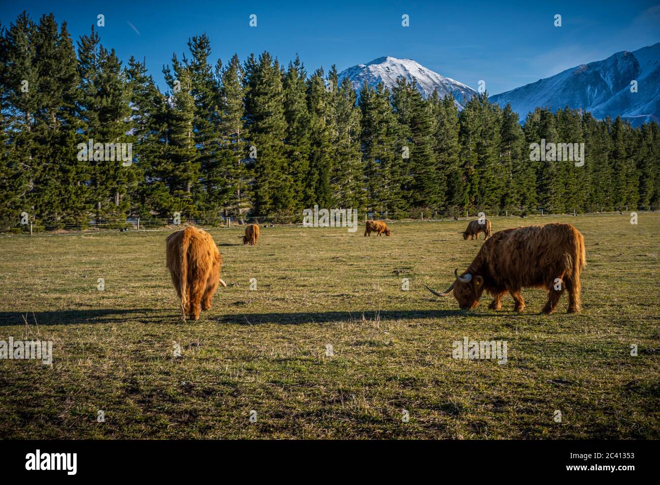 New Zealand Highland Cattle on the farm in New Zealand Stock Photo - Alamy