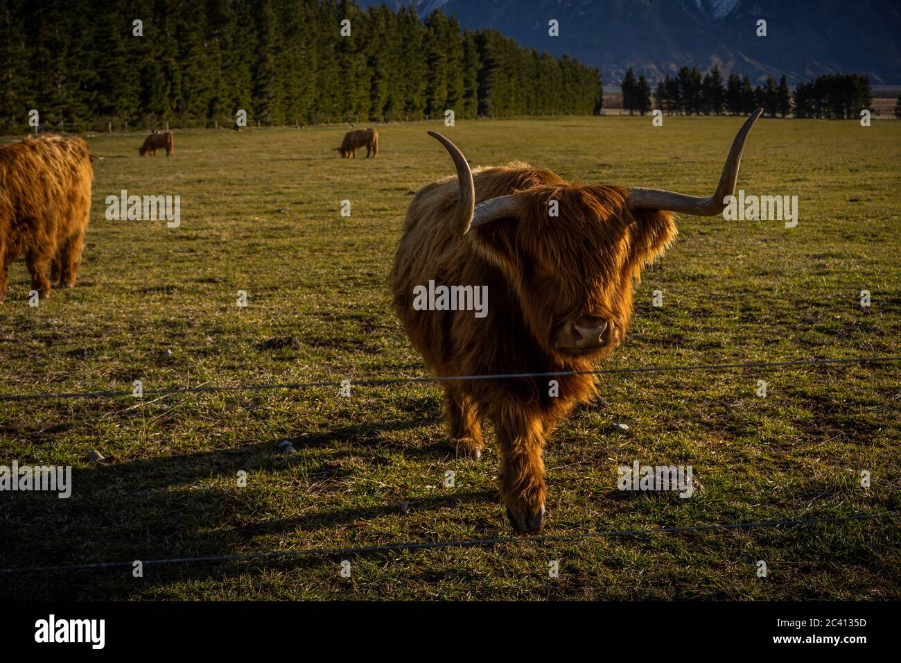 New Zealand Highland Cattle on the farm in New Zealand Stock Photo - Alamy