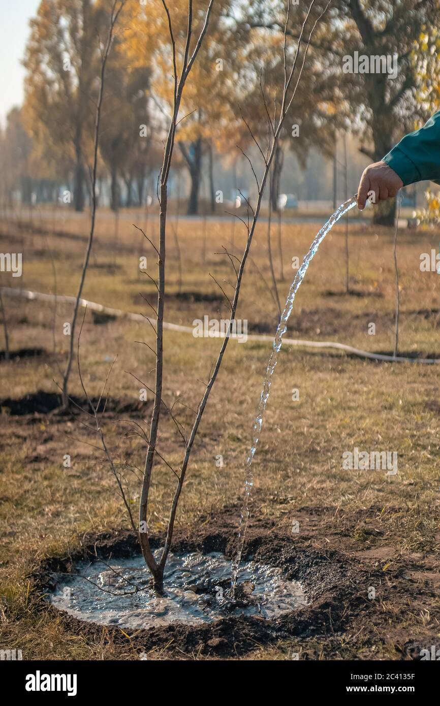 Gardener tree hi-res stock photography and images - Alamy