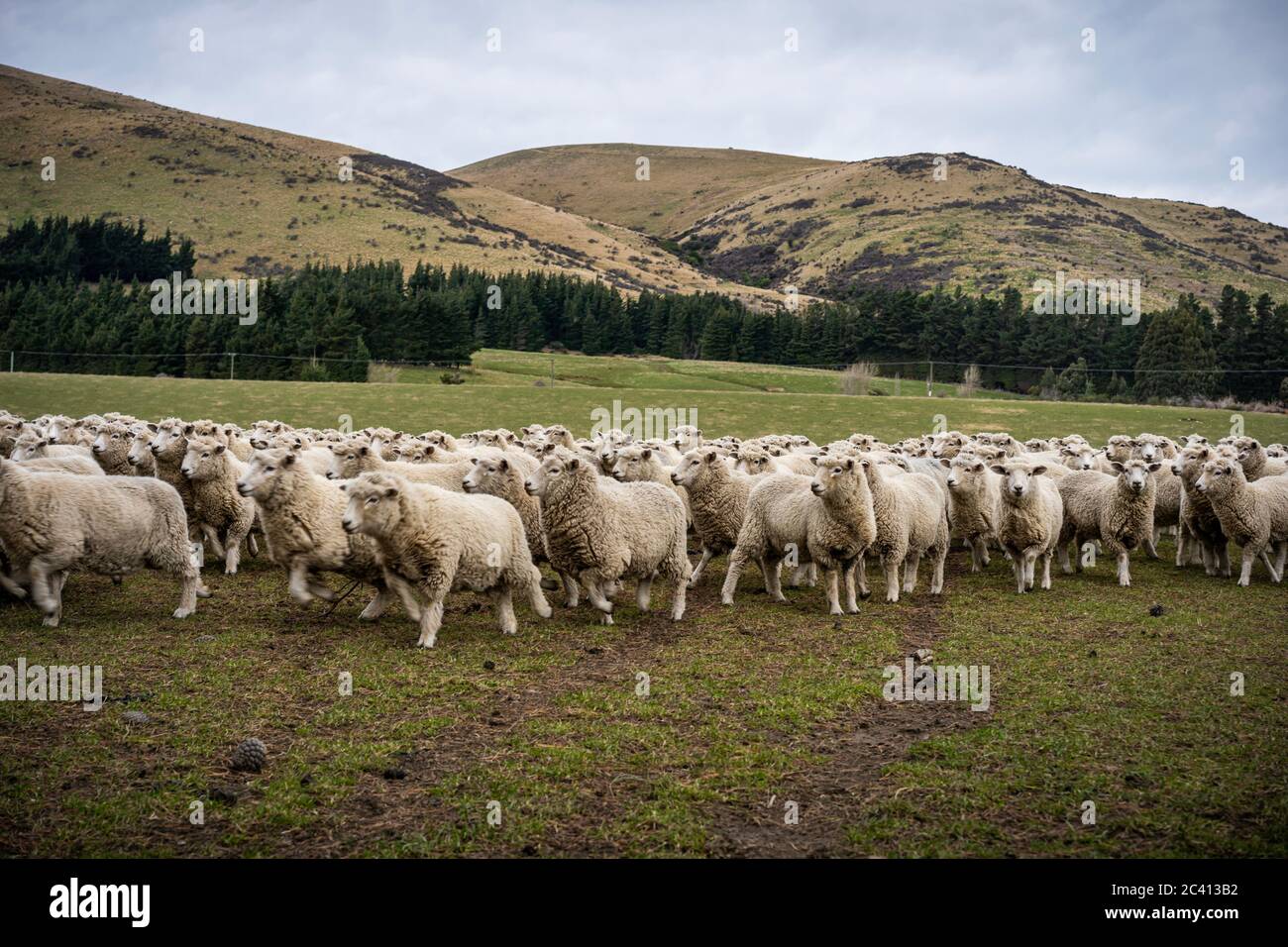 Sheep farm farming station ranch hi-res stock photography and images ...
