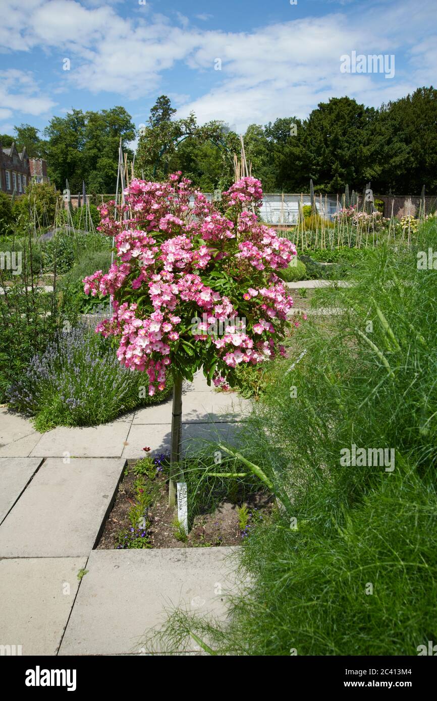 Ballerina rose bush hi-res stock photography and images - Alamy