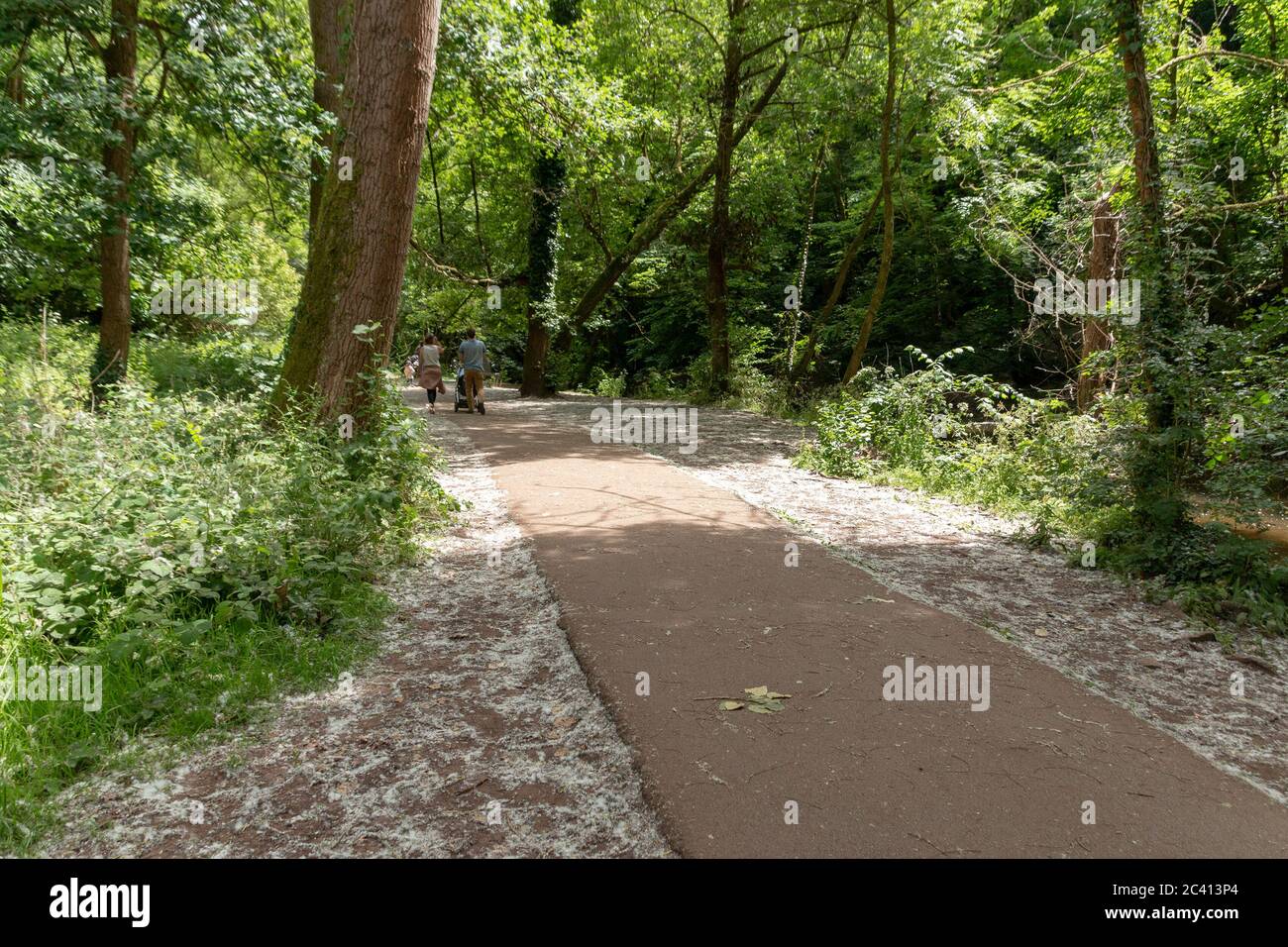 Bristol-June-2020-England-a walkway thought the forest at snuff miles ...