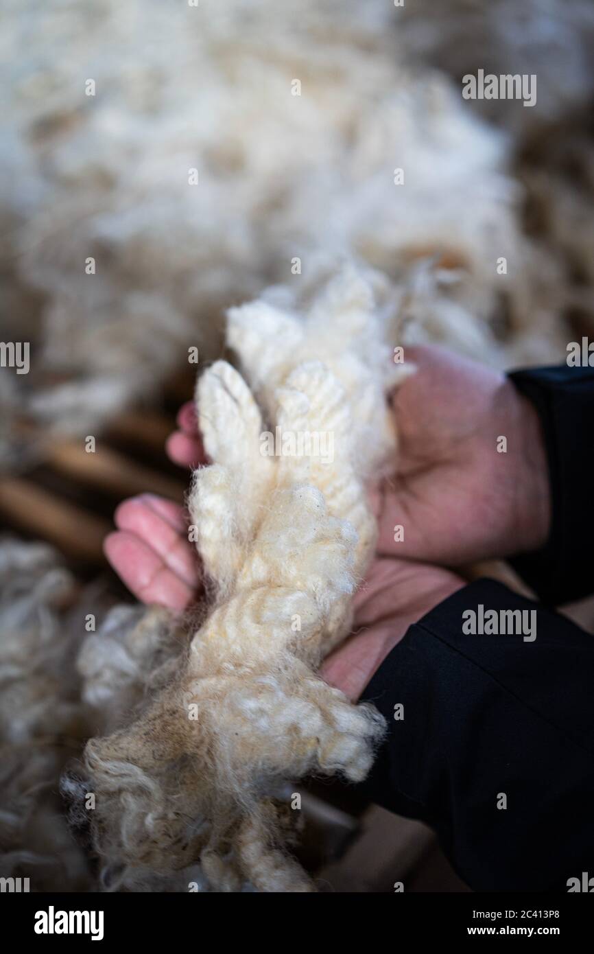 New zealand wool sheepskin hi-res stock photography and images - Alamy