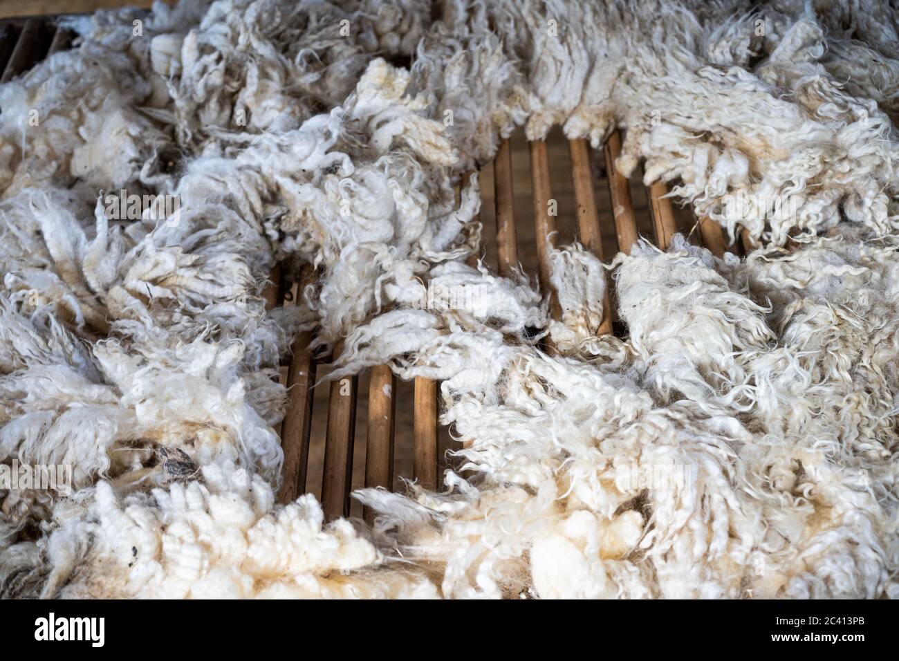 Woolly merino style sheep hi-res stock photography and images - Alamy