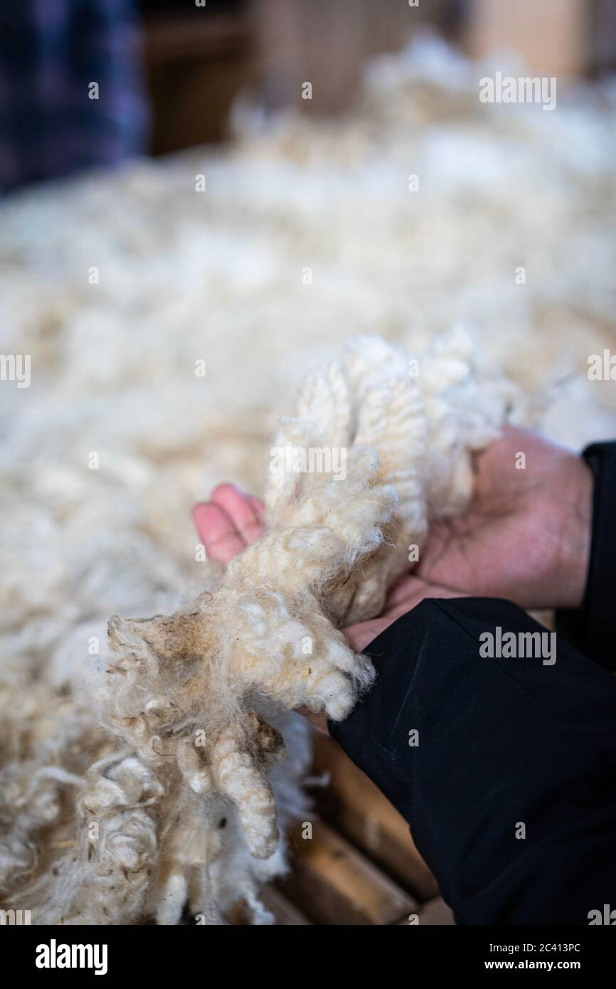 New zealand wool sheepskin hi-res stock photography and images - Alamy