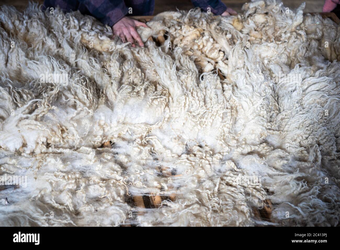 New zealand wool sheepskin hi-res stock photography and images - Alamy